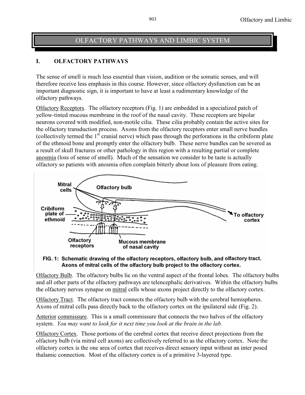 Olfactory Pathways and Limbic System - DocsLib