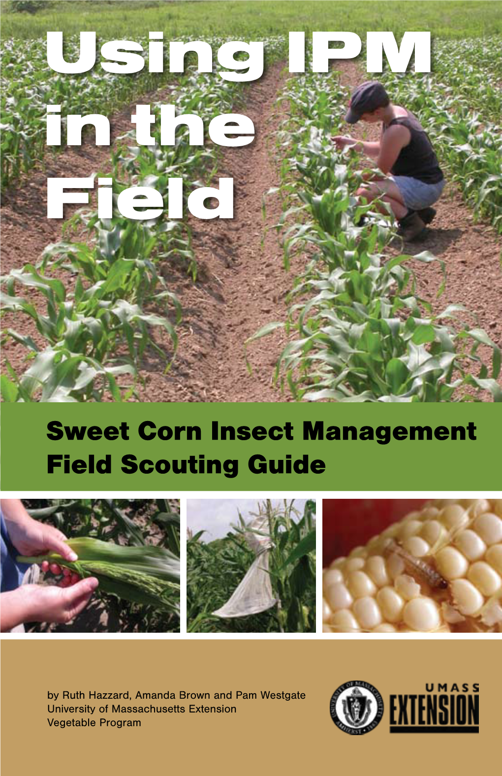 Using IPM in the Field: Sweet Corn Insect Management Field Scouting ...