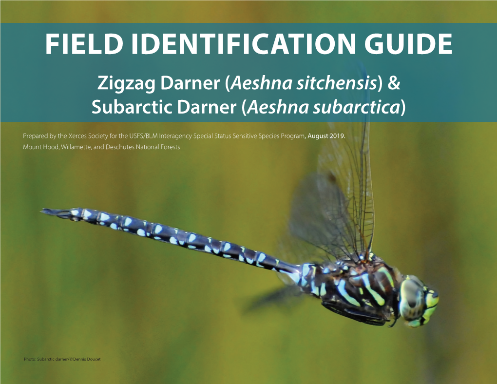 FIELD IDENTIFICATION GUIDE Zigzag Darner (Aeshna Sitchensis) & Subarctic Darner (Aeshna ...