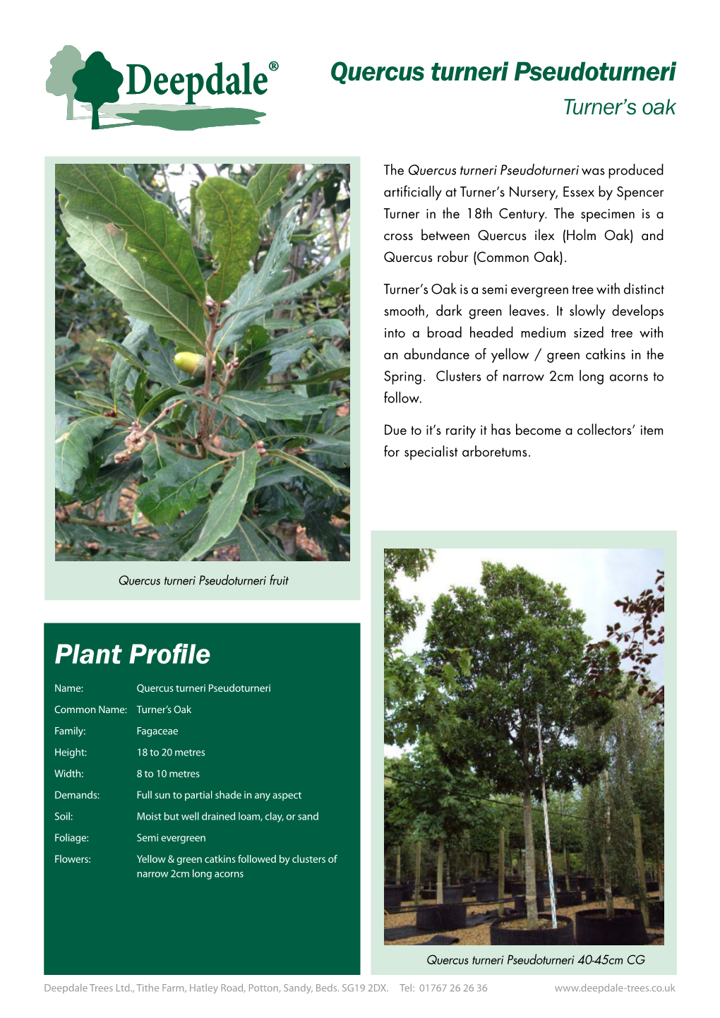 Quercus Turneri Pseudoturneri (Turner's Oak) - DocsLib