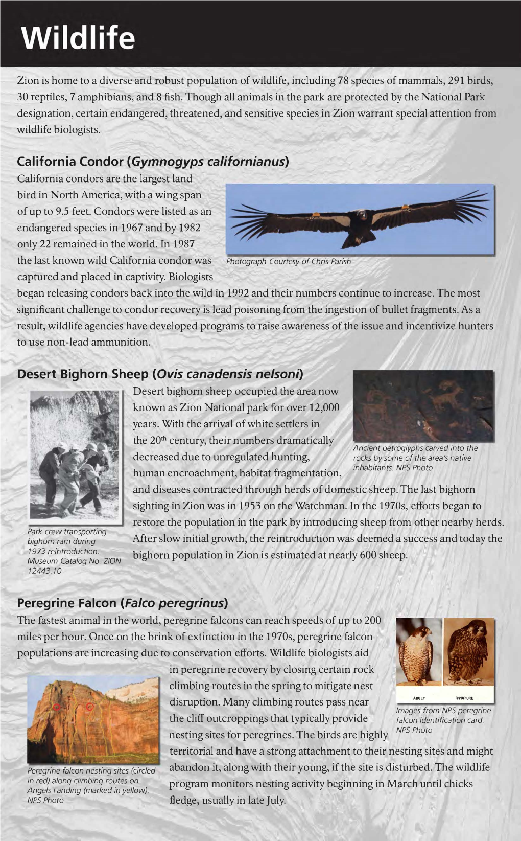 Peregrine Falcon (Falco Peregrinus) the Fastest Animal in the World ...